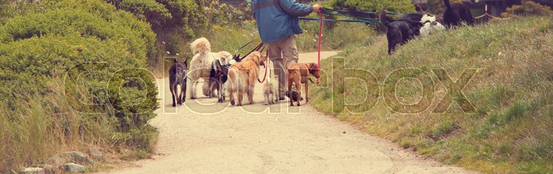 Man walking many dogs | Stock image | Colourbox