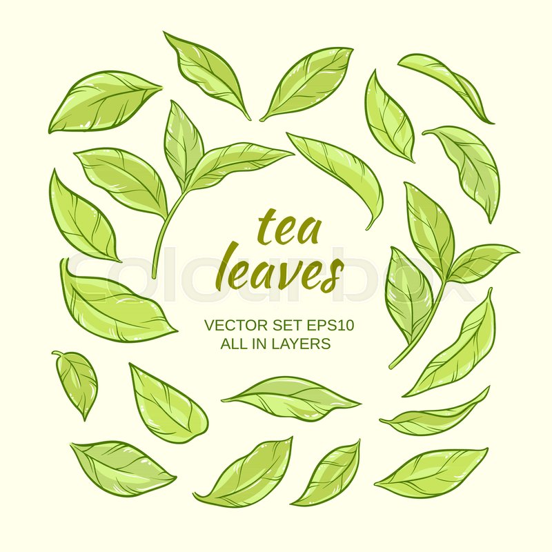 Illustration with green tea leaves on ... | Stock vector | Colourbox