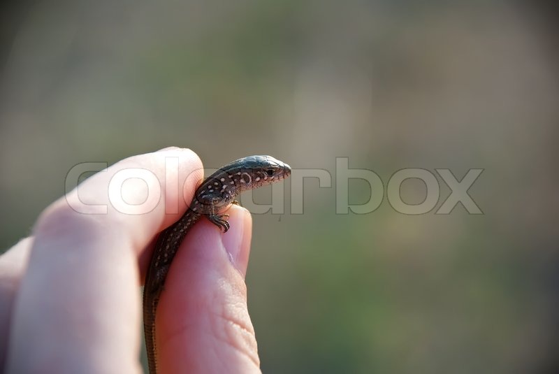 Lizard in a hand on a blurred ... | Stock image | Colourbox