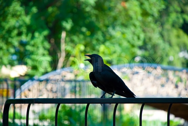 Crow sitting on a fence | Stock Photo | Colourbox