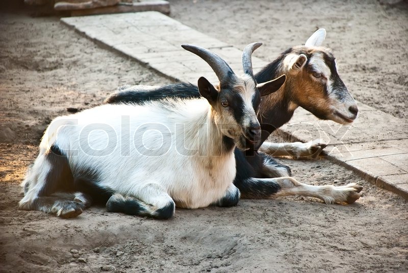 Two goats lying at the zoo | Stock Photo | Colourbox