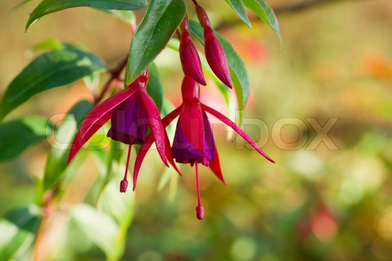 Fuchsia | Stock image | Colourbox