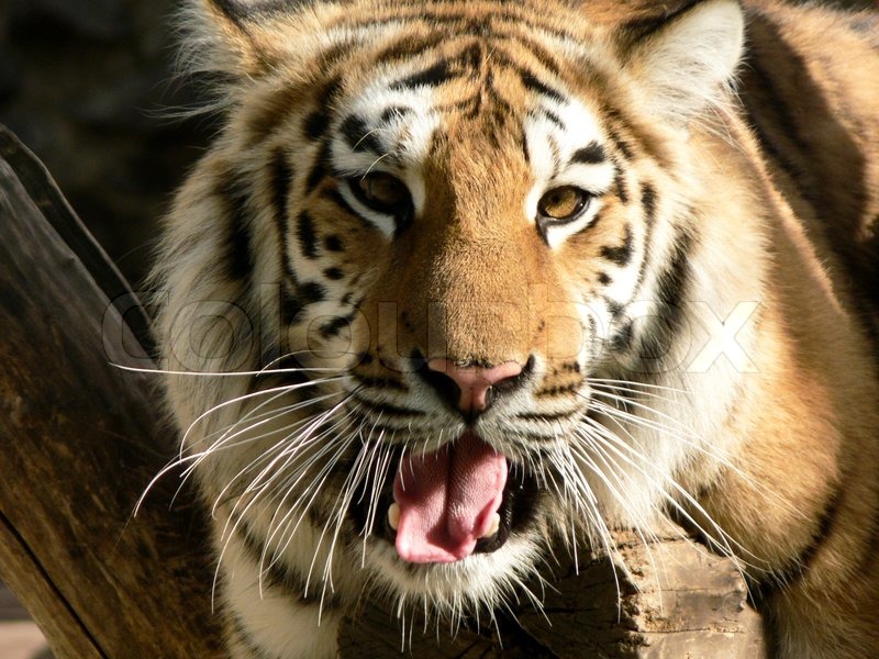 Tiger auf einem Zweig mit offenem Mund | Stock Bild | Colourbox