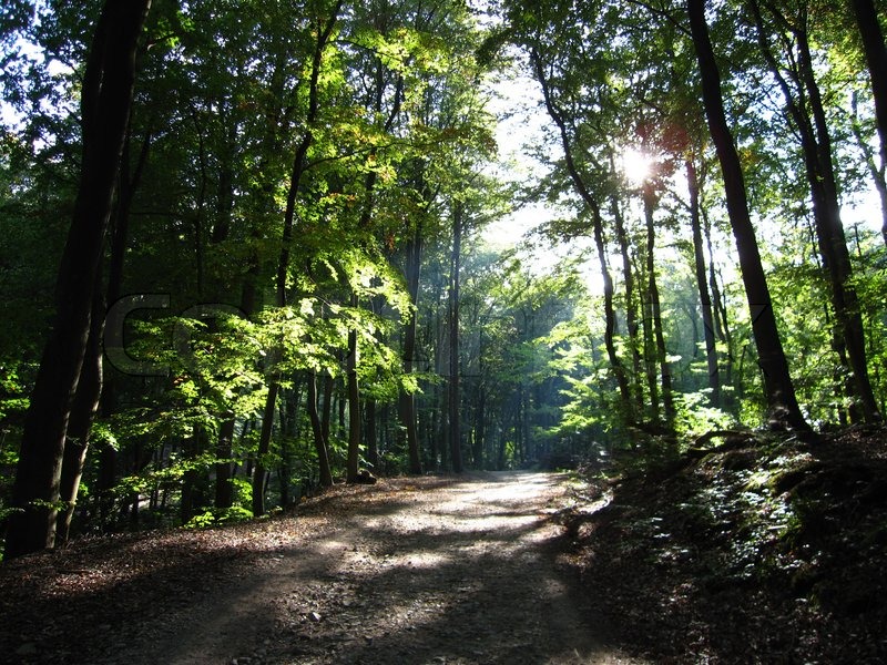 Wald Free Stock Photos