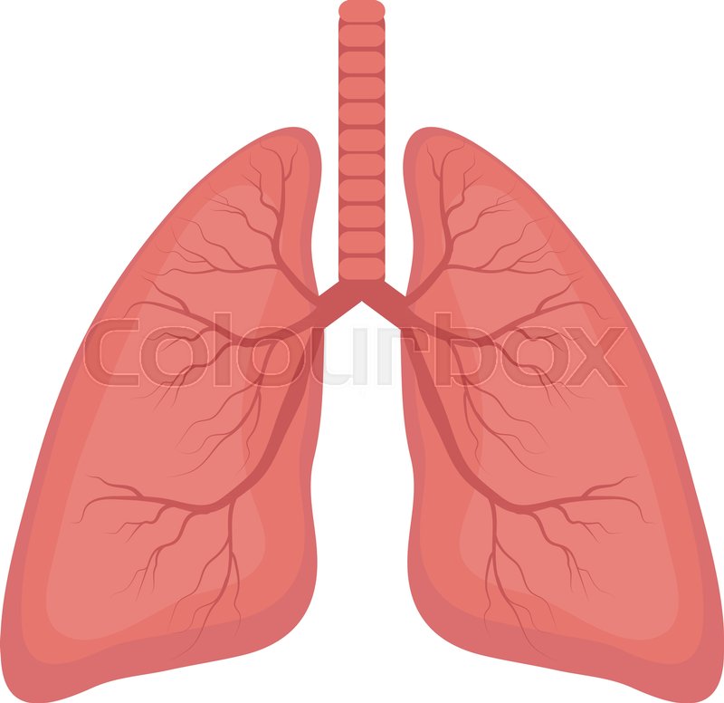 Lungs icon, flat style. Internal ... | Stock vector | Colourbox