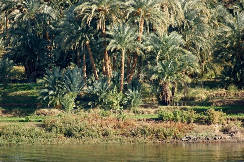 Waterside Nile vegetation | Stock image | Colourbox