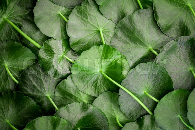 Close up the circle green leaf ... | Stock image | Colourbox