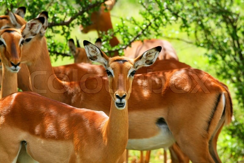 Wild antelope. Africa. Kenya. Samburu ... | Stock Photo | Colourbox