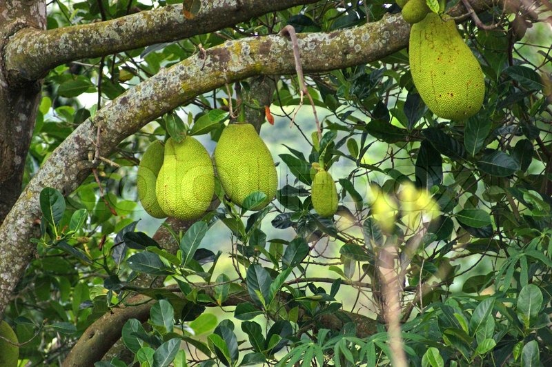 Jackfruits in Africa | Stock image | Colourbox