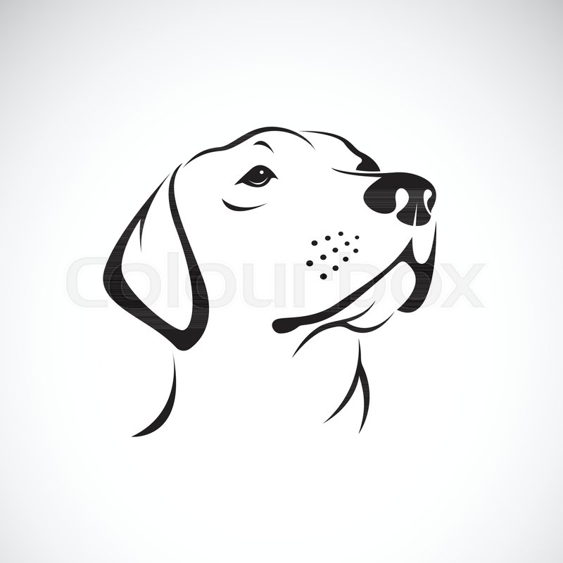 Vector of a dog head(Labrador ... | Stock vector | Colourbox