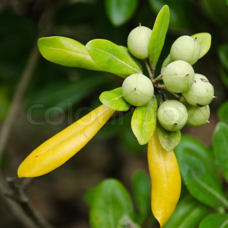 Detail of green Rhododendron fruits in ... | Stock image | Colourbox