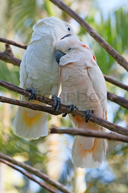 Birds in love: Pair of cockatoo on the ... | Stock image | Colourbox