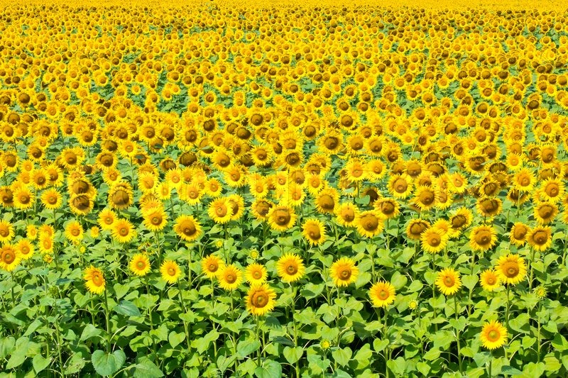 Beautiful sunflower field with lots of ... | Stock image | Colourbox