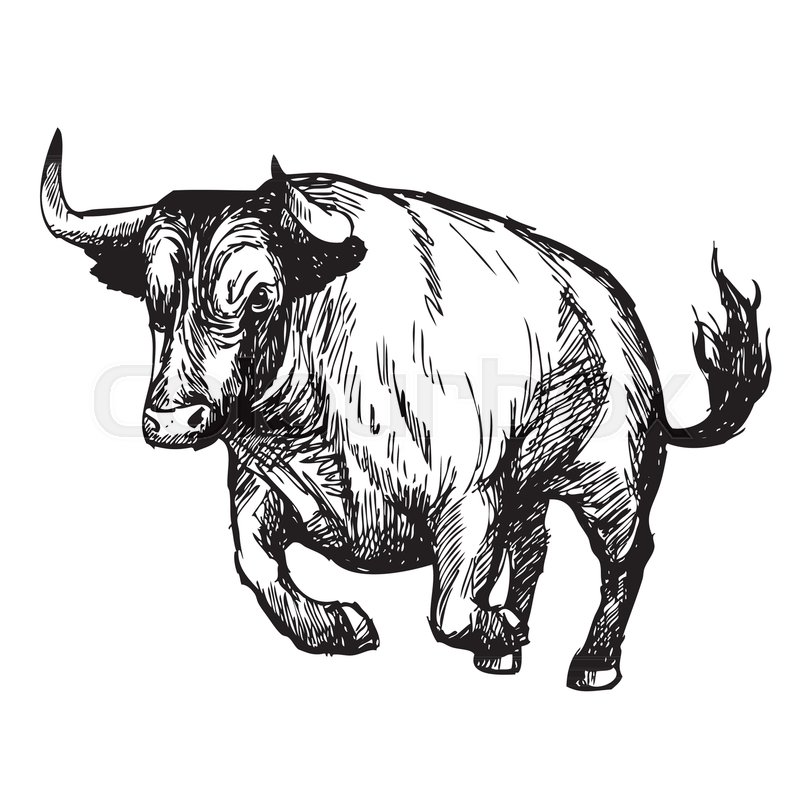 Hand drawn illustration of bull on ... | Stock vector | Colourbox