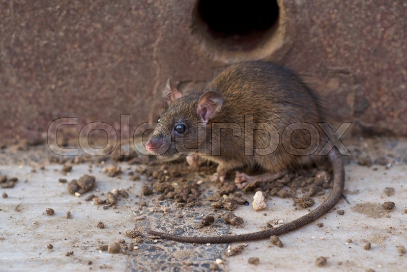 The Brown rat on a dirty floor | Stock image | Colourbox