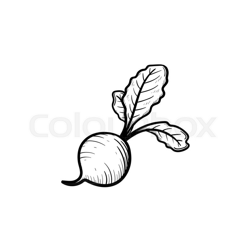 Beet Line Drawing