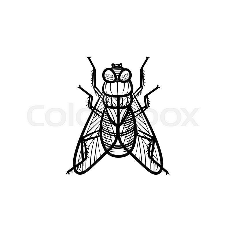 Vector hand drawn fly outline doodle ... | Stock vector | Colourbox