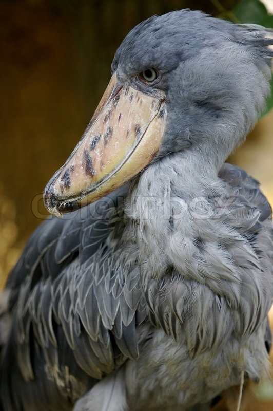African Shoebill | Stock image | Colourbox