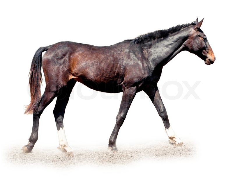 Brown hest isoleret på hvid baggrund | Stock foto | Colourbox