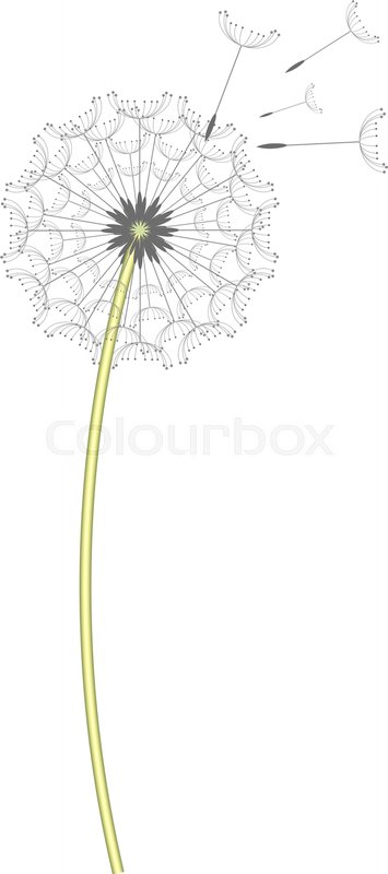 Dandelion clock | Stock vector | Colourbox