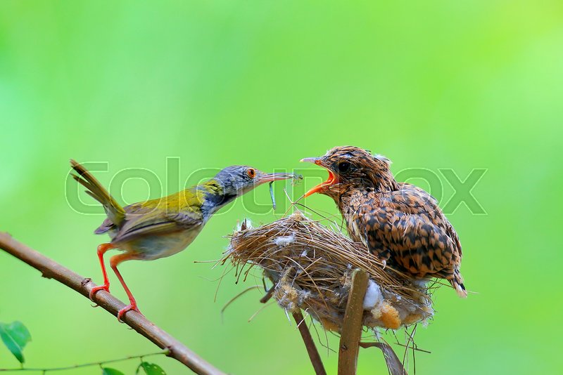 Female Cardinal feeds her baby chicks ... | Stock image | Colourbox
