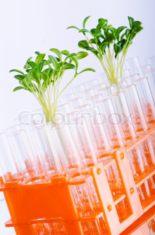 Lab experiment with green seedlings | Stock image | Colourbox