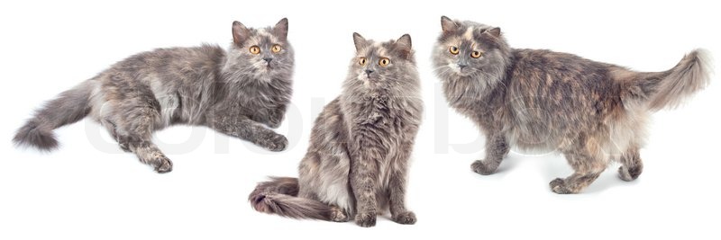 Cat in different poses | Stock Photo | Colourbox