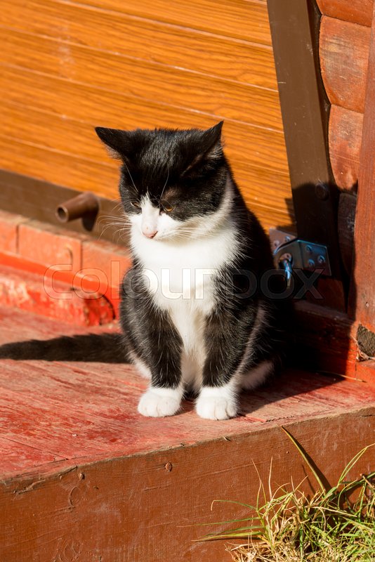 Cat outdoors. Beautiful cat | Stock image | Colourbox