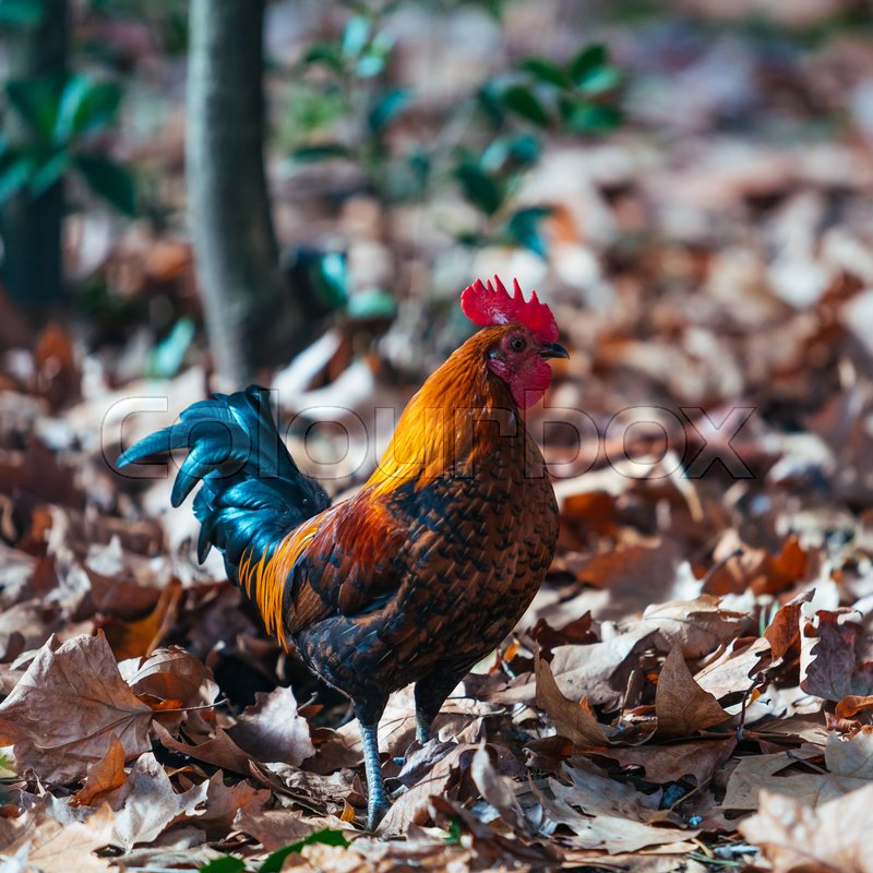 Colorful rooster on green nature ... | Stock image | Colourbox