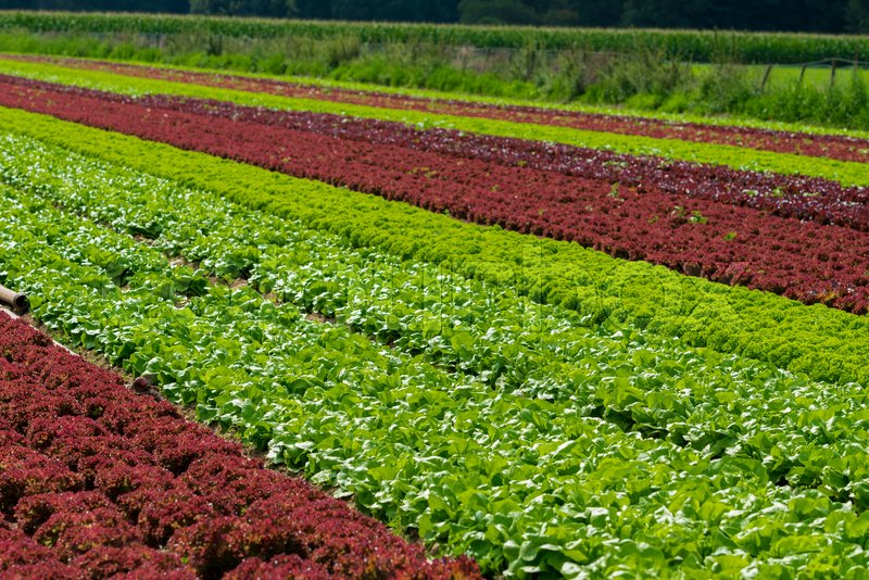 Vegetable cultivation farm. cultivation ... | Stock image | Colourbox