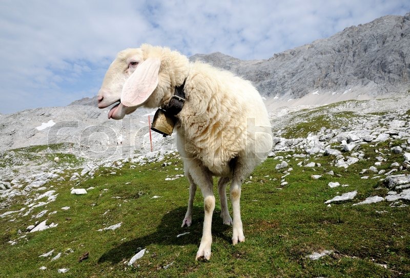 Sheep in the alpine mountains | Stock image | Colourbox