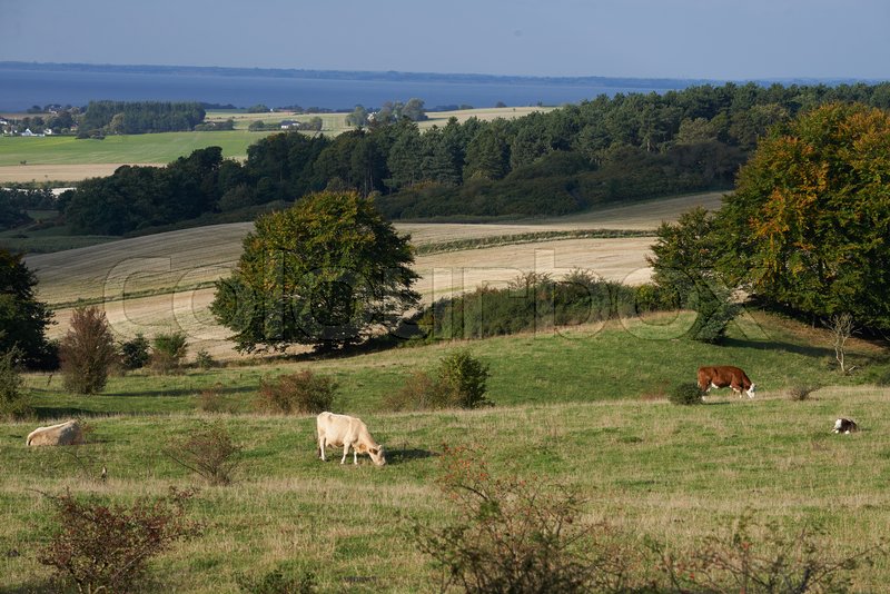 Køer, kvæg på mark i dansk landskab, ... | Stock foto | Colourbox