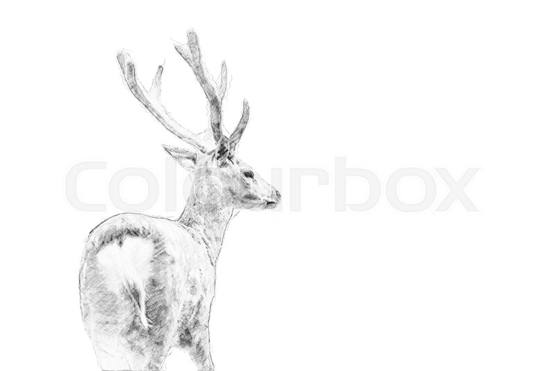 Reindeer Pencil Drawing