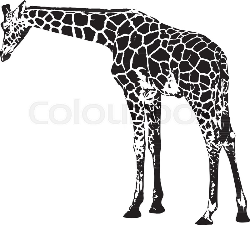 Giraffe - vector graphics isolated on ... | Stock vector | Colourbox