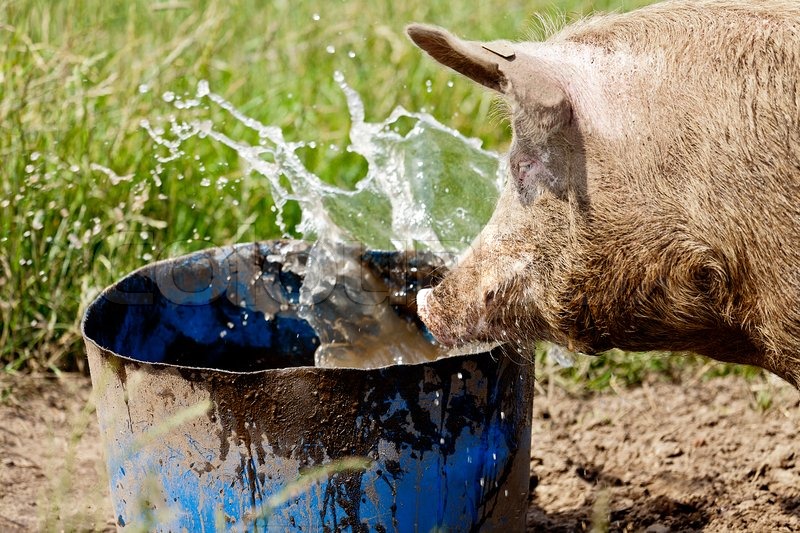 Organic free-range pigs on pasture | Stock image | Colourbox