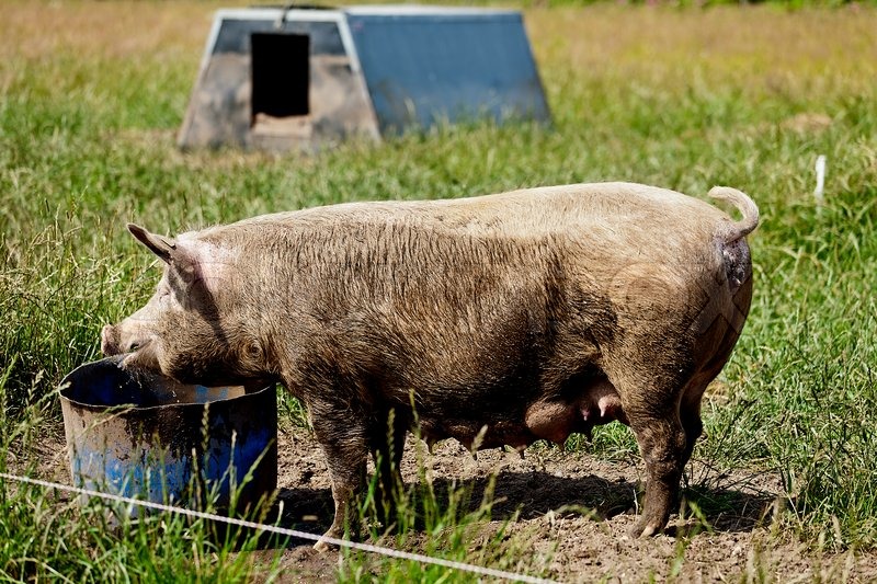 Organic free-range pigs on pasture | Stock image | Colourbox