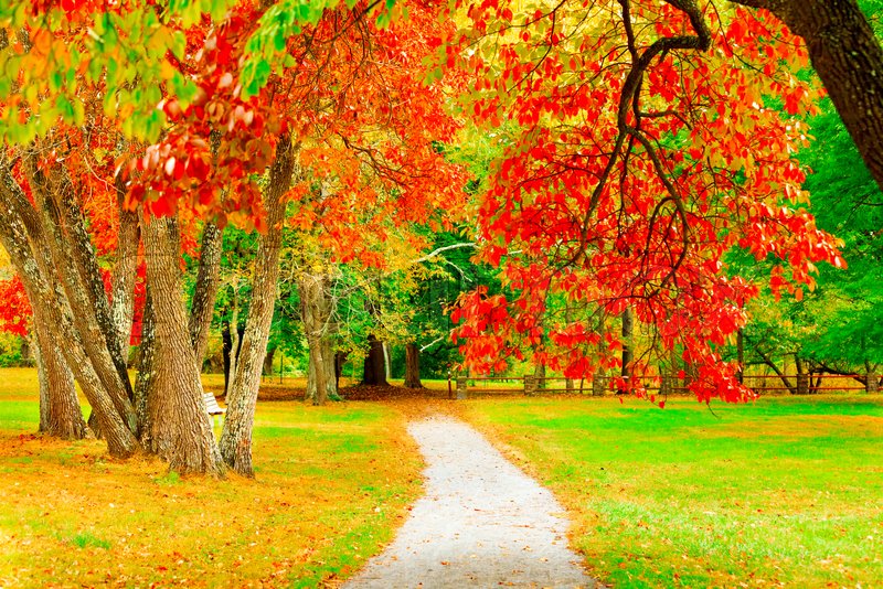 Colorful fall scenery. | Stock image | Colourbox