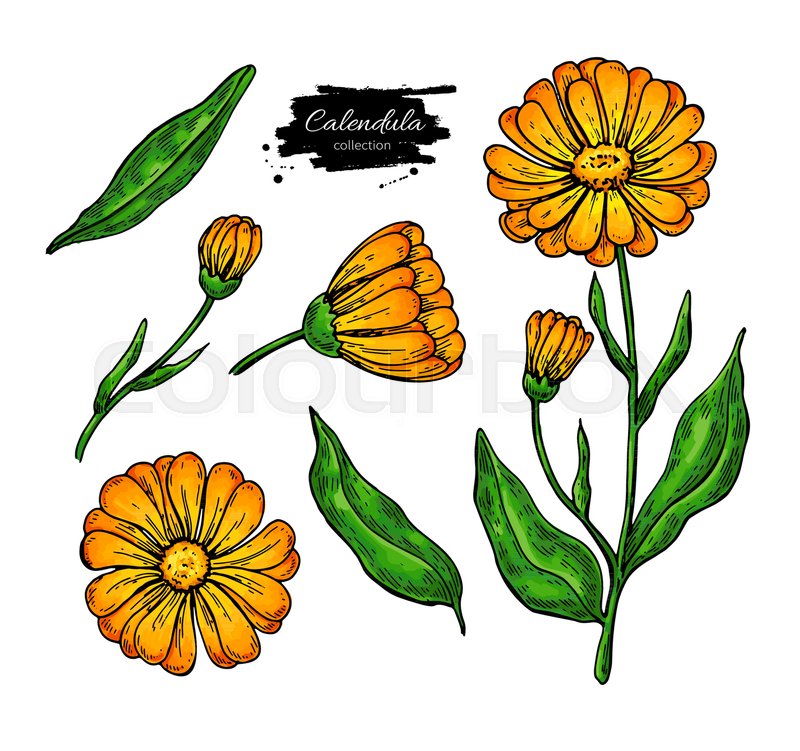 Calendula vector drawing. Isolated ... | Stock vector | Colourbox