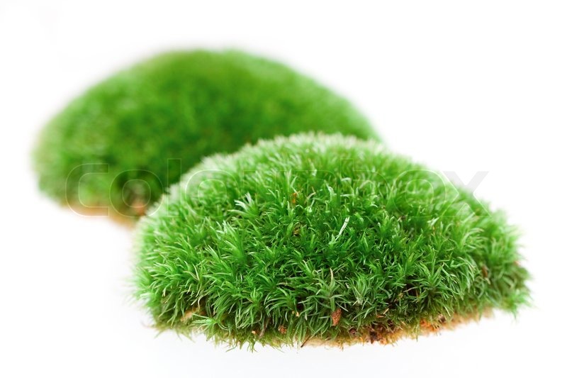 Detail of moss on white background | Stock image | Colourbox