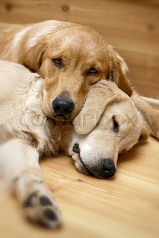 Two Puppies Cuddling