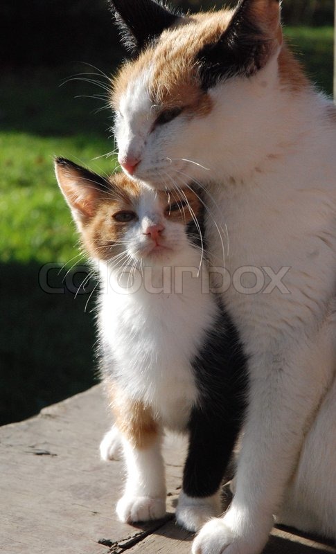 Affectionate Mother Cat and Kitten | Stock image | Colourbox