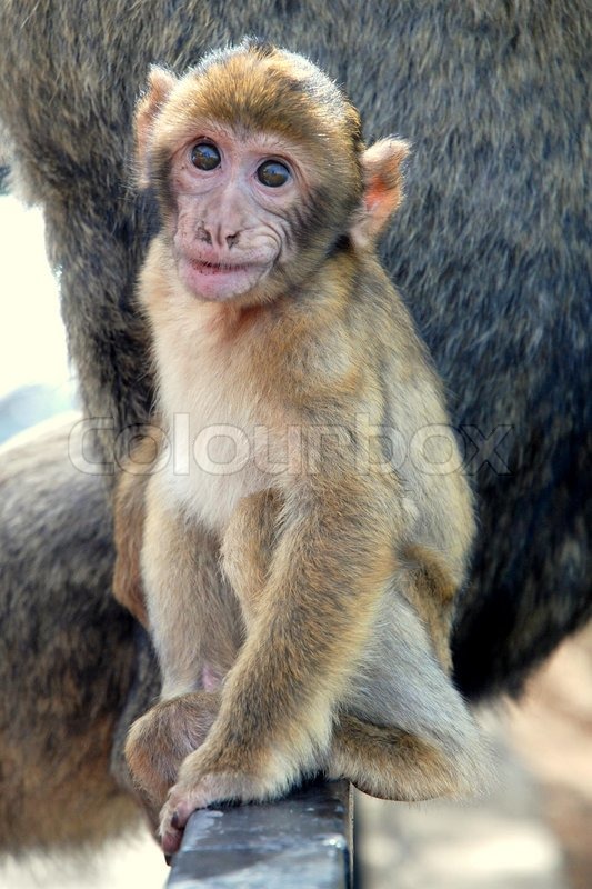 Baby Abe | Stock foto | Colourbox