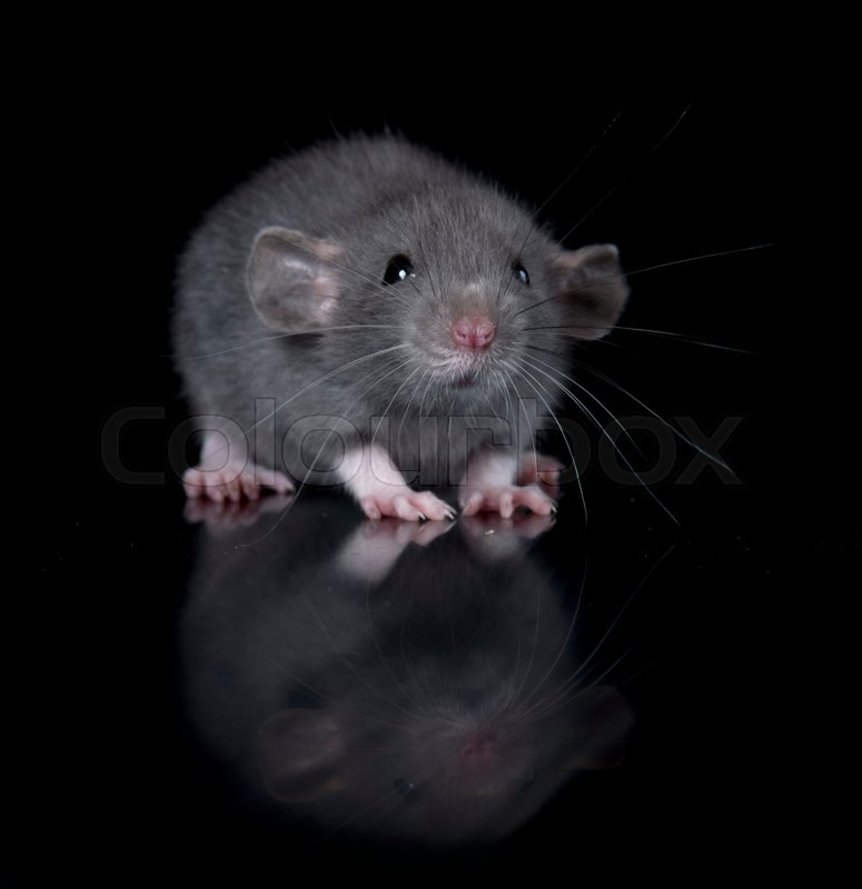 Young rat in front of black background | Stock image | Colourbox