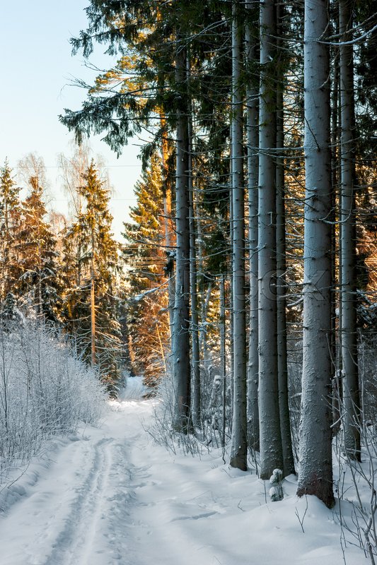 Russian Winter Forest