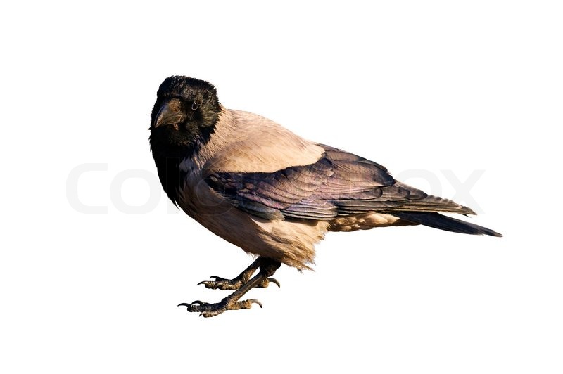 Gray crow looking in camera isolated on ... | Stock Photo | Colourbox