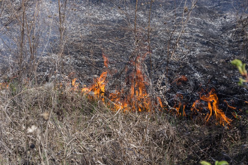 Grass fire in the field. Abuse of ... | Stock image | Colourbox