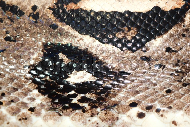 Snake Skin | Stock image | Colourbox