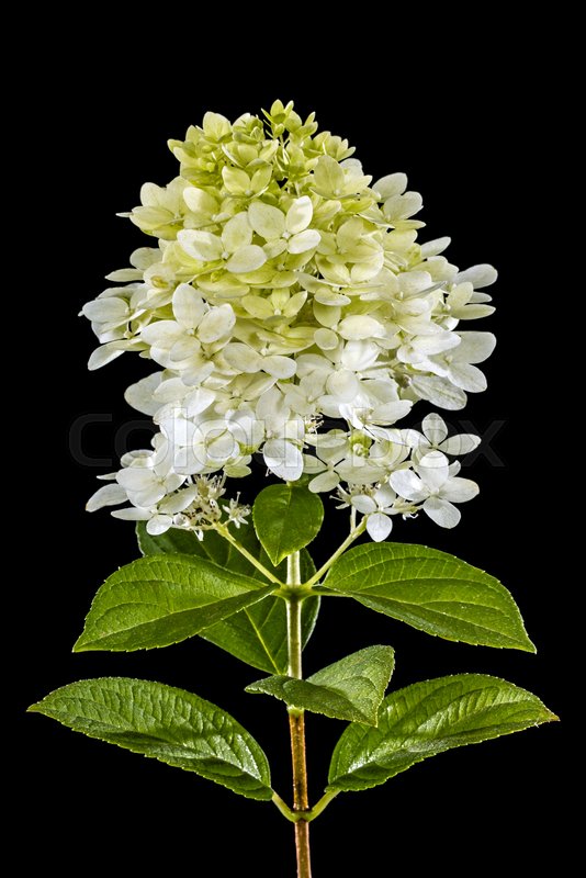 Flowers of hydrangea, isolated on black ... | Stock image | Colourbox