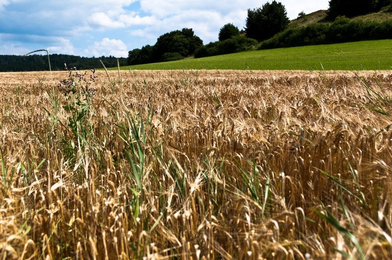Closeup of cornfield - single crop ... | Stock image | Colourbox