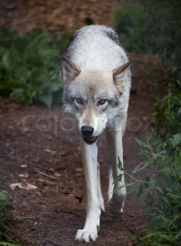 Huge Grey Wolf